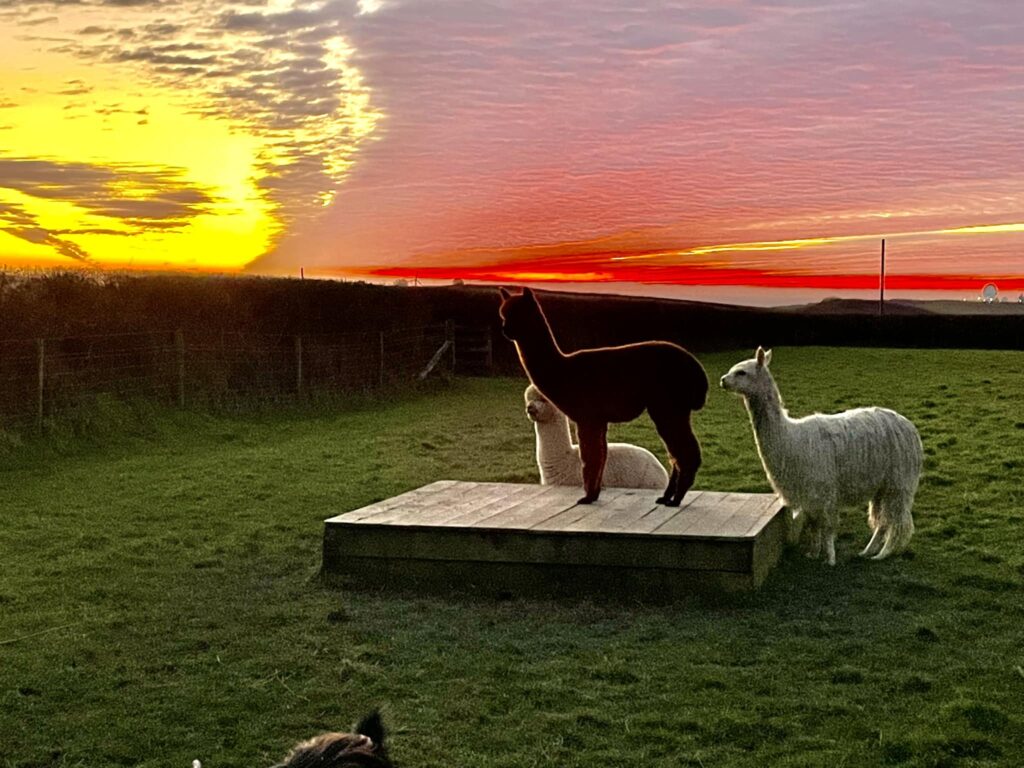 Alpaca Walking Bude | Woodlands Manor Farm Holidays