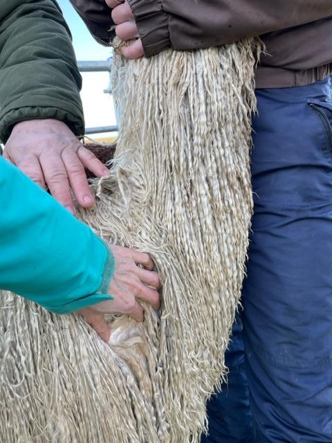 Alpaca Walking Bude | Woodlands Manor Farm Holidays