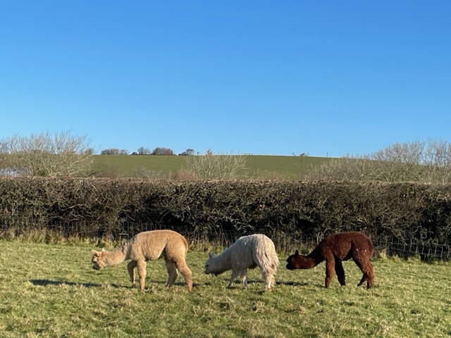 Alpaca Walking Bude | Woodlands Manor Farm Holidays