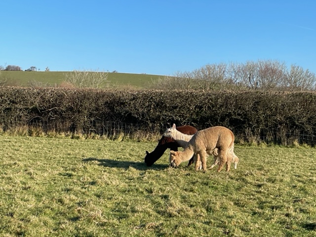Alpaca Walking Bude | Woodlands Manor Farm Holidays
