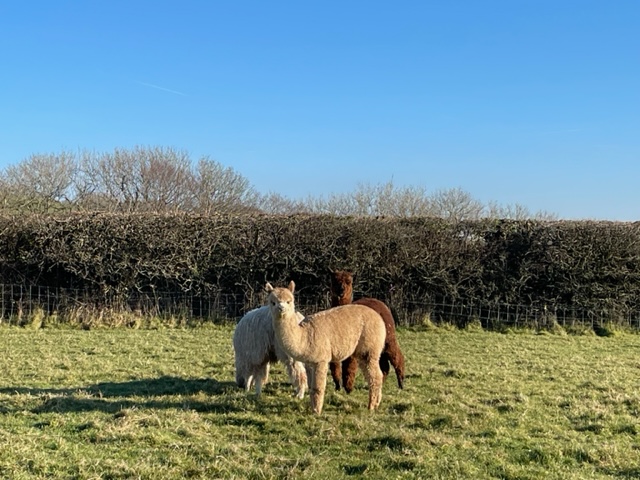 Alpaca Walking Bude | Woodlands Manor Farm Holidays