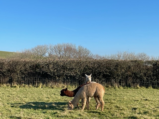 Alpaca Walking Bude | Woodlands Manor Farm Holidays