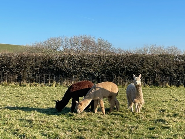 Alpaca Walking Bude | Woodlands Manor Farm Holidays