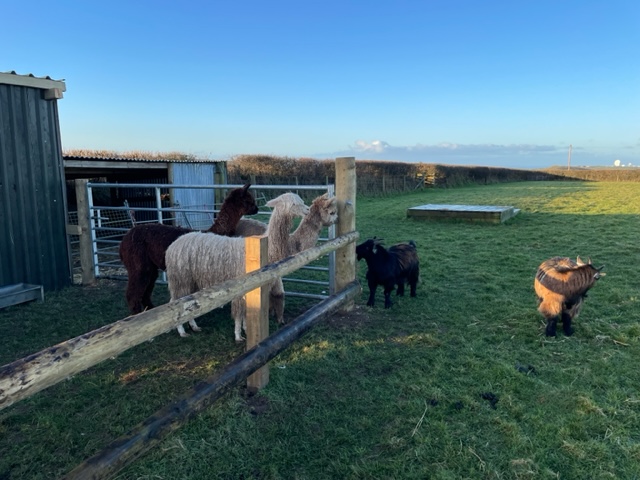 Alpaca Walking Bude | Woodlands Manor Farm Holidays